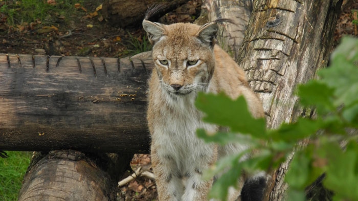 Le lynx dans les Vosges : alerte disparition - 100% Vosges