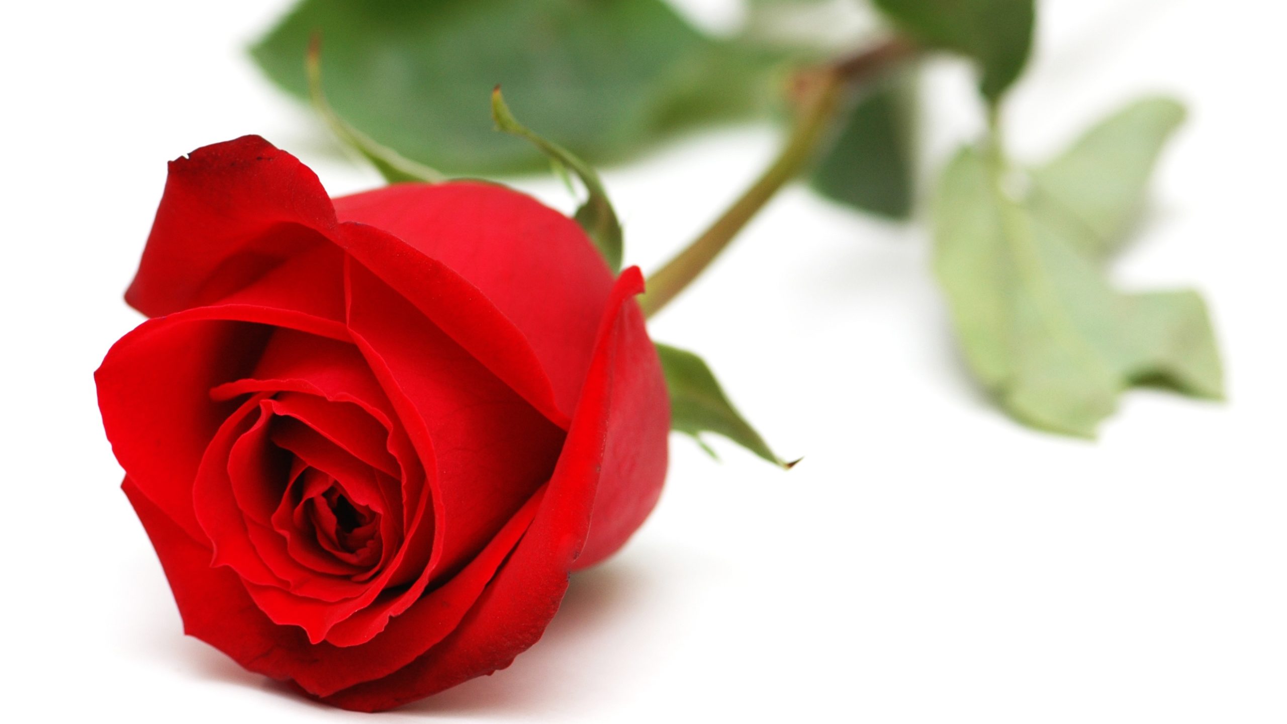 Saint-Valentin : l'important c'est la rose ! - 100% Vosges