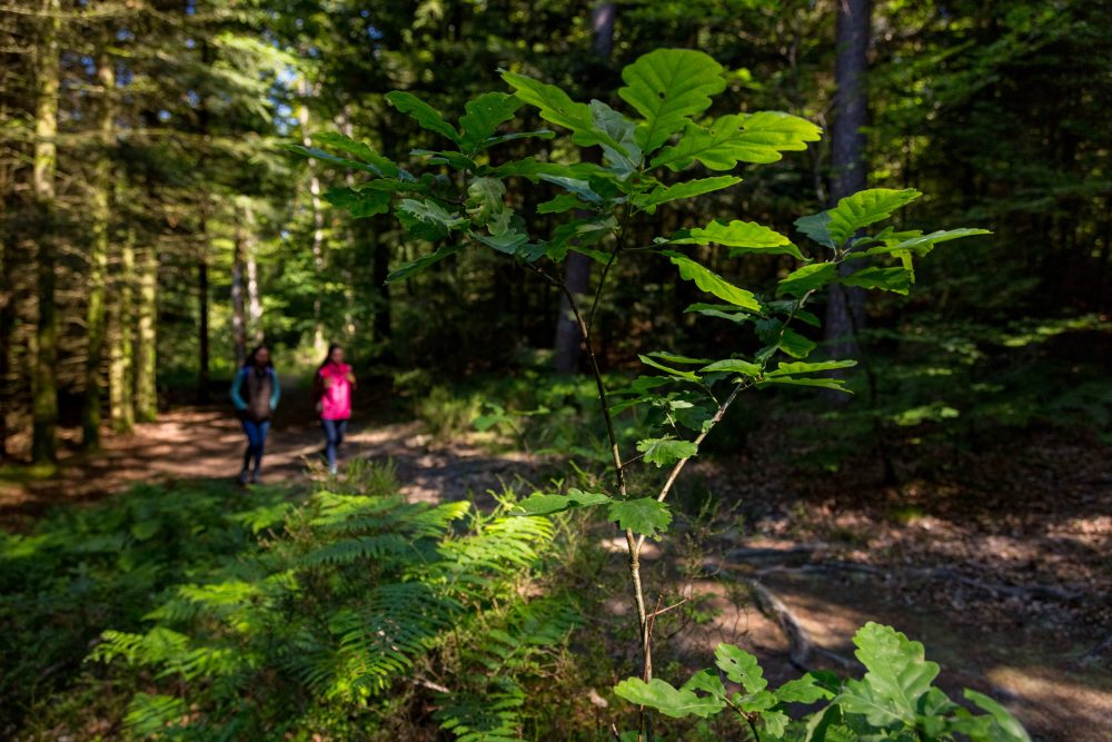Pays de la Vôge : Darney candidate au label « Forêt d’exception » - 100 ...