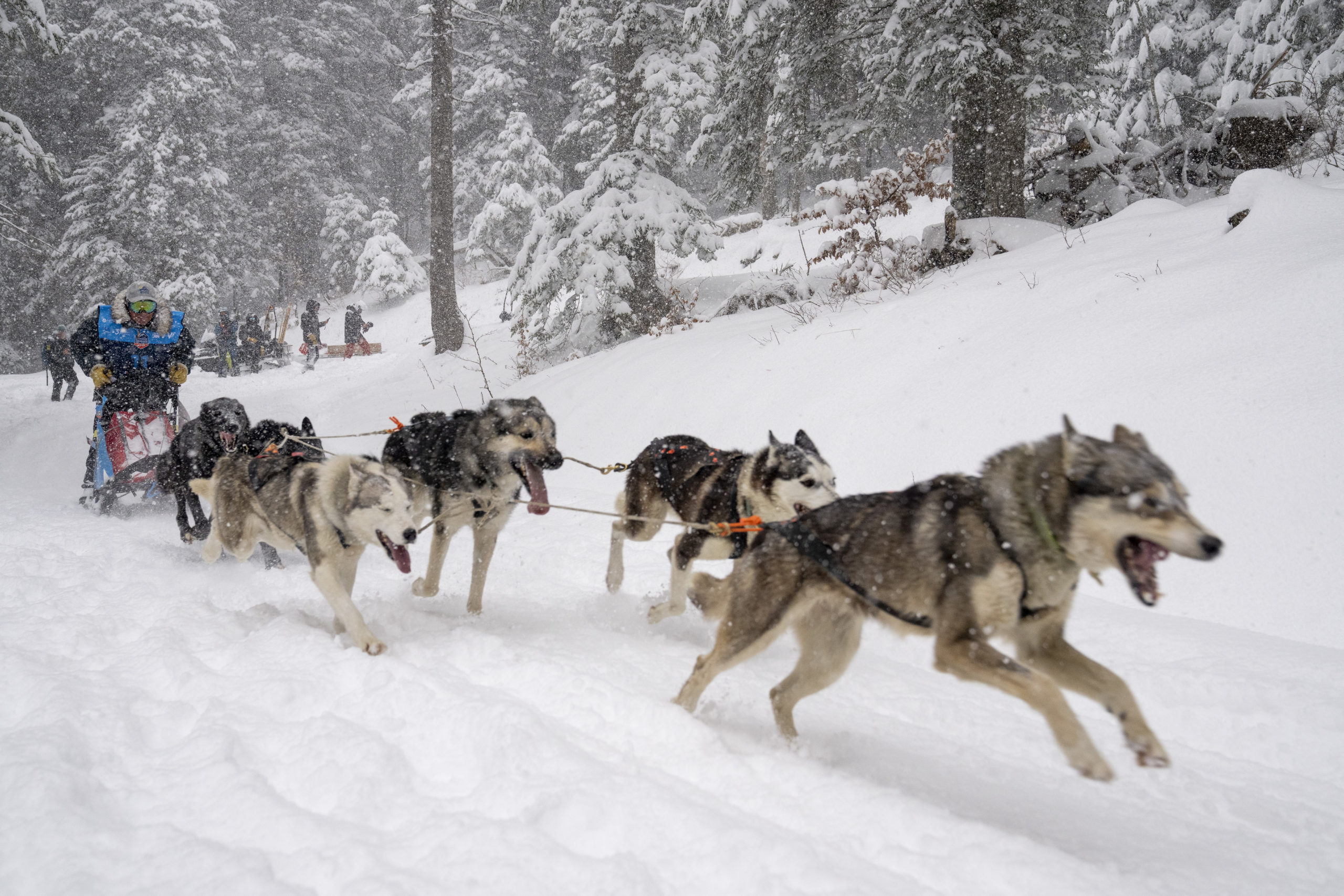 Chiens de traineaux : balades découvertes et sportives dans les Vosges ...